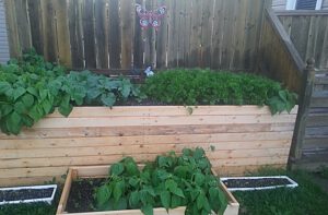 Growing The Best First Early Potatoes – Ashley Gardening Tips